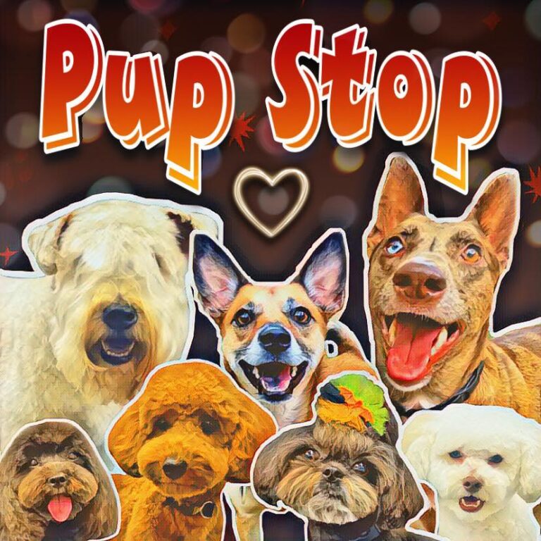 Dog Handler Academy - Training for Dog Daycare Employees